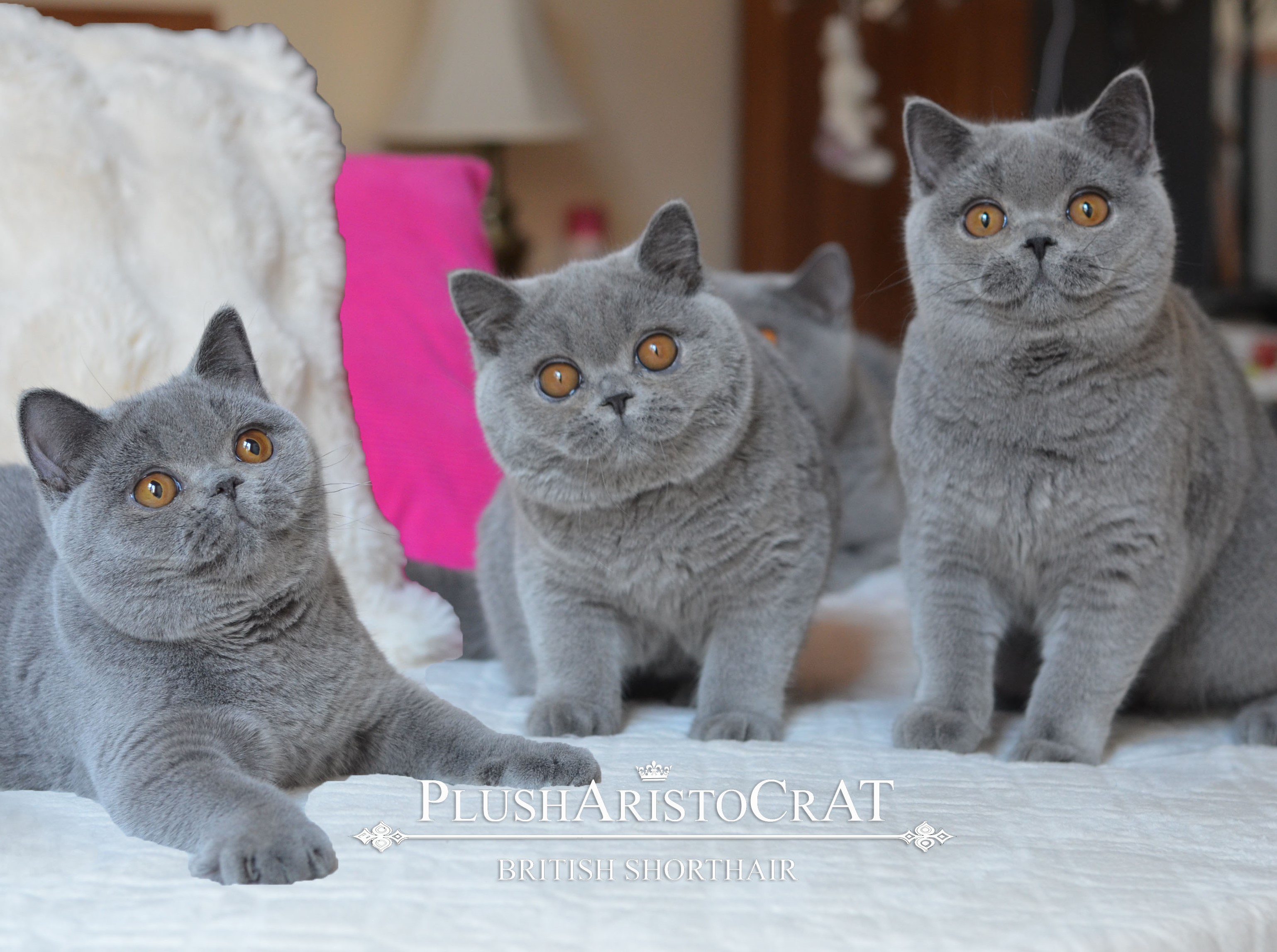 British Kittens - British Shorthair cats and kittens. UA ...