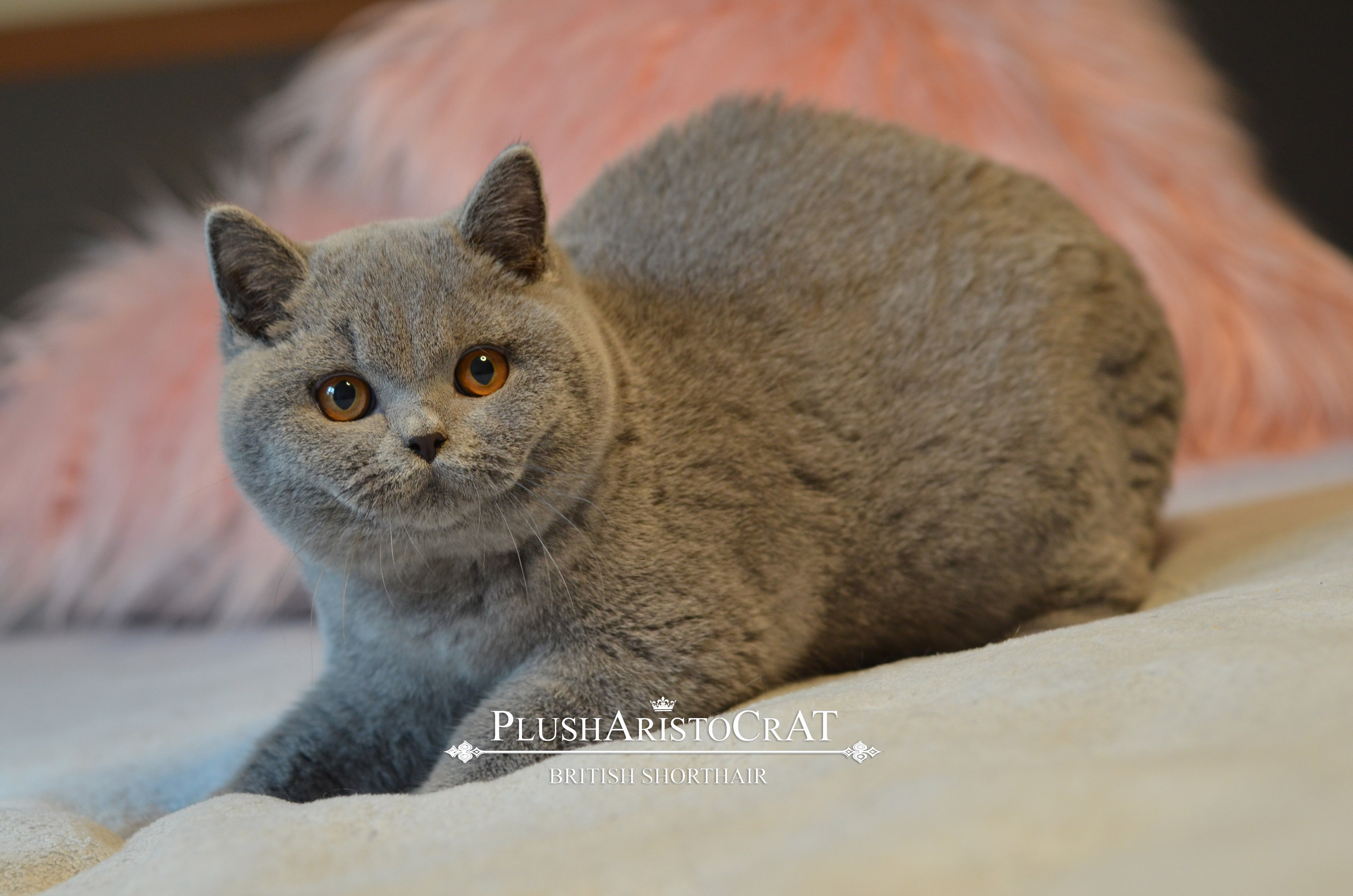 Available British Kittens - British Shorthair cats and kittens. UA ...