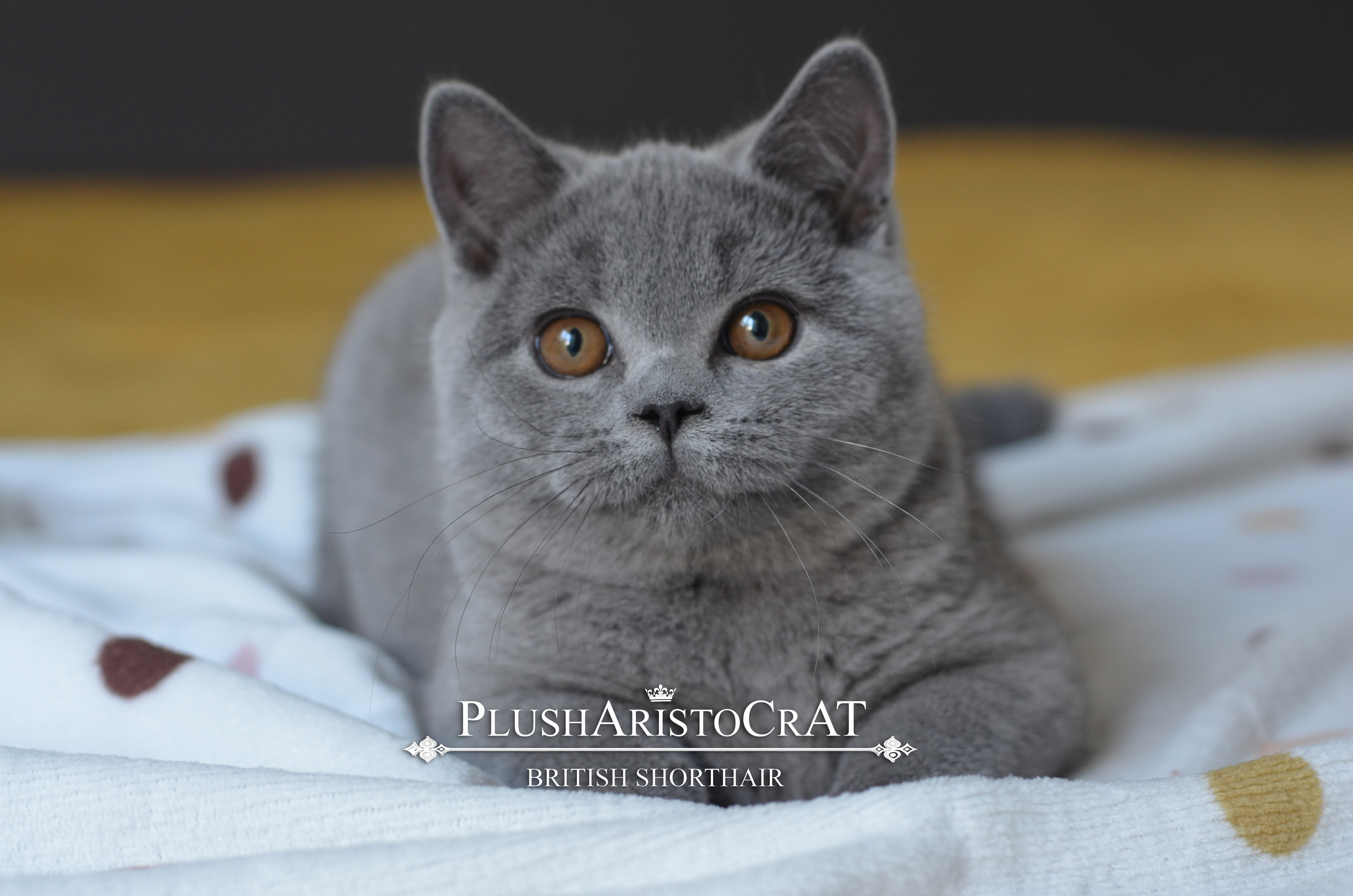 Available British Kittens - British Shorthair cats and kittens. UA ...