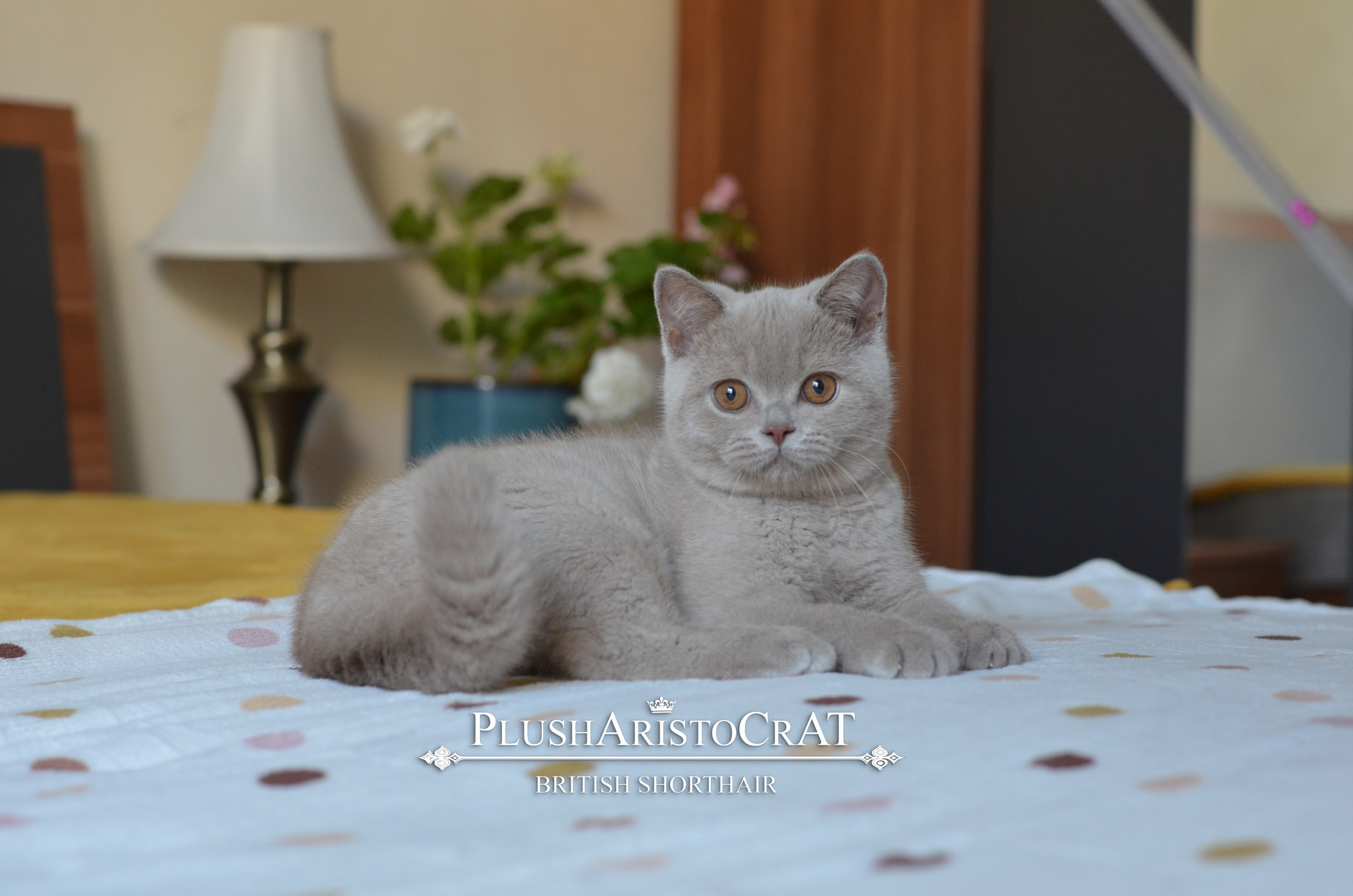 Available British Kittens - British Shorthair cats and kittens. UA ...