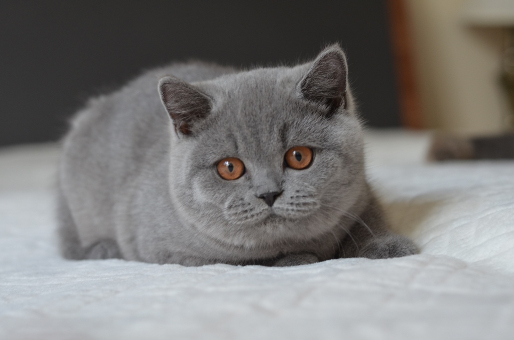 Available British Kittens - British Shorthair cats and kittens. UA ...