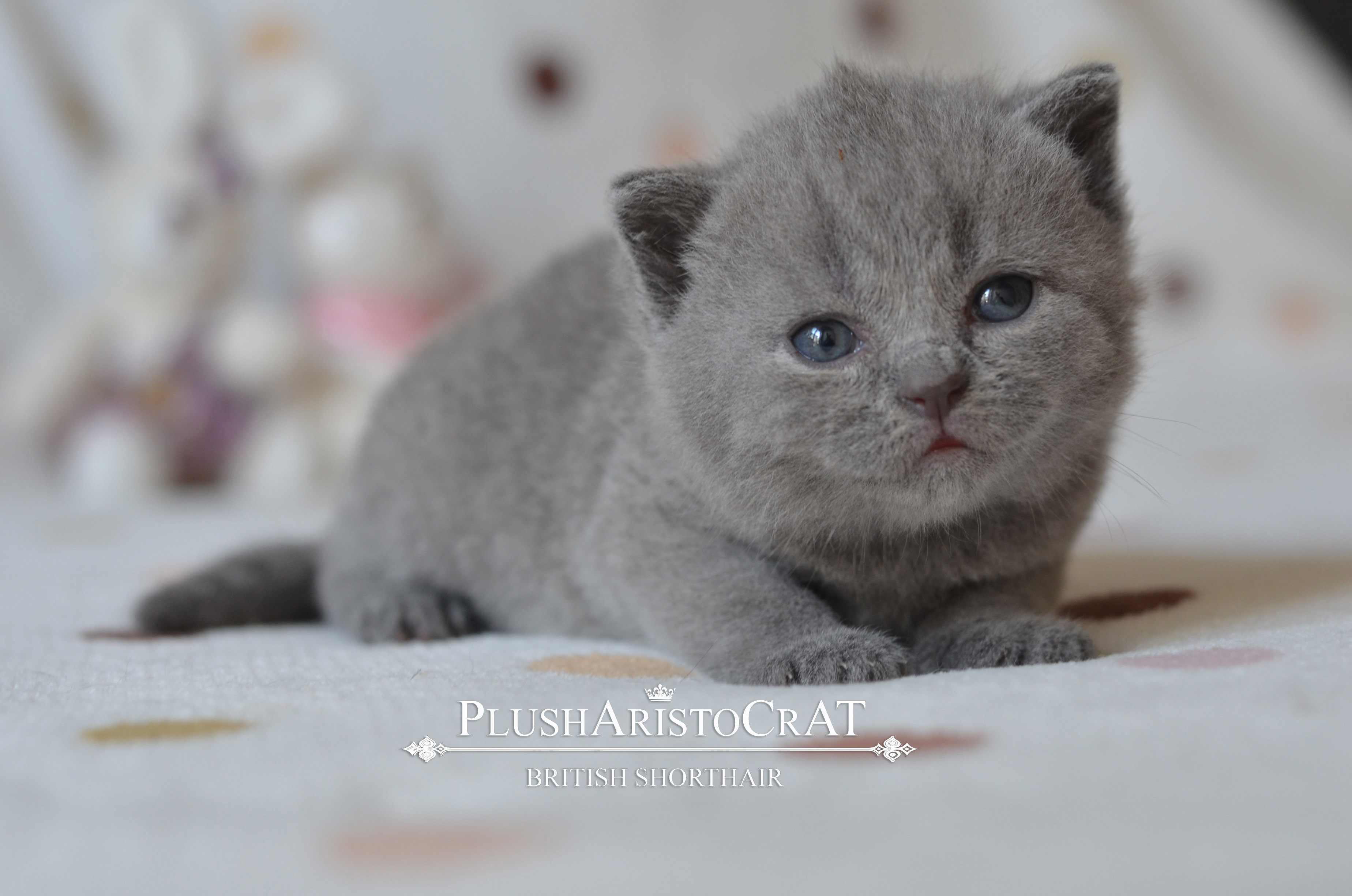 Available British Kittens - British Shorthair cats and kittens. UA ...