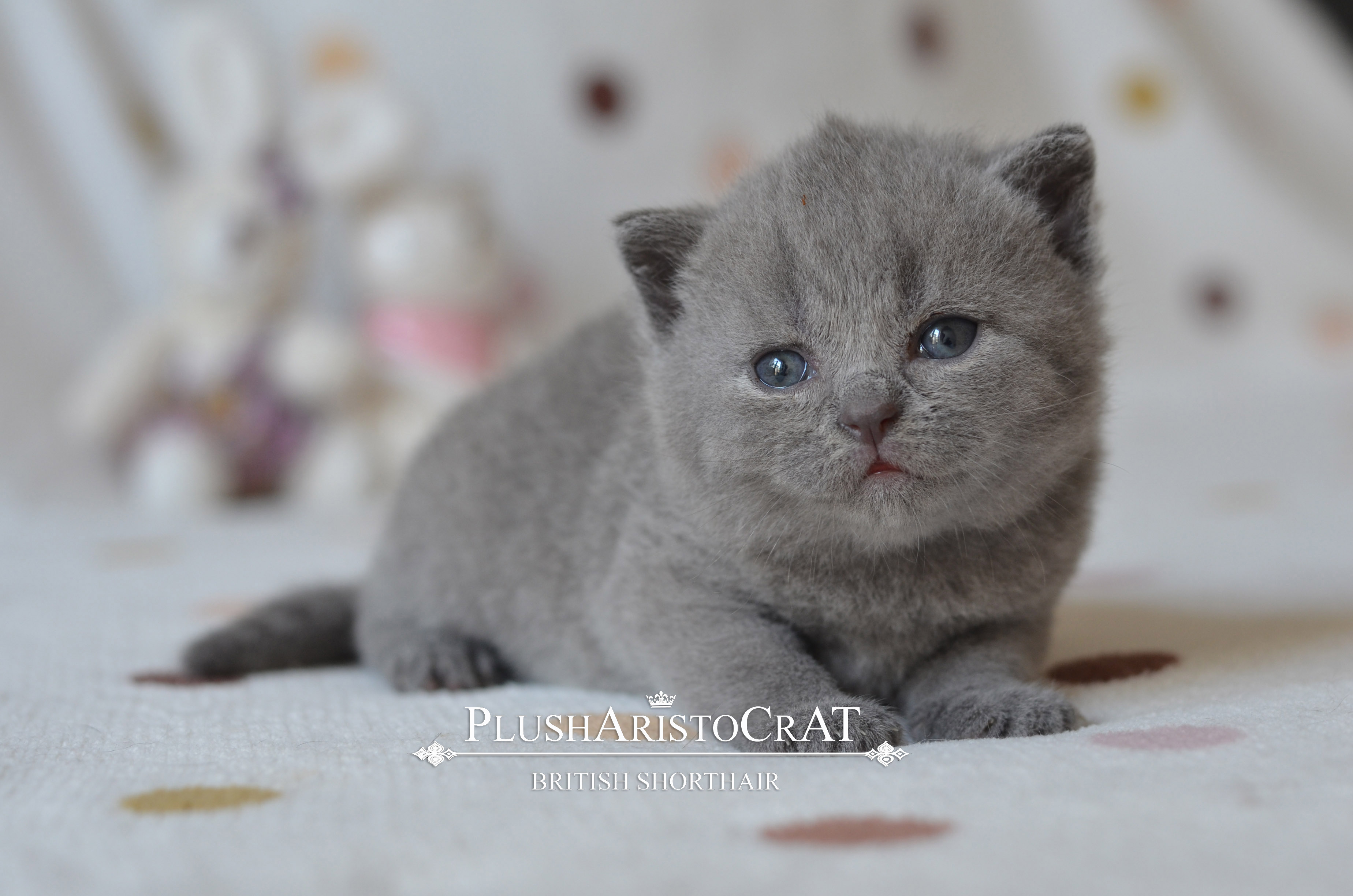 Available British Kittens - British Shorthair cats and kittens. UA ...