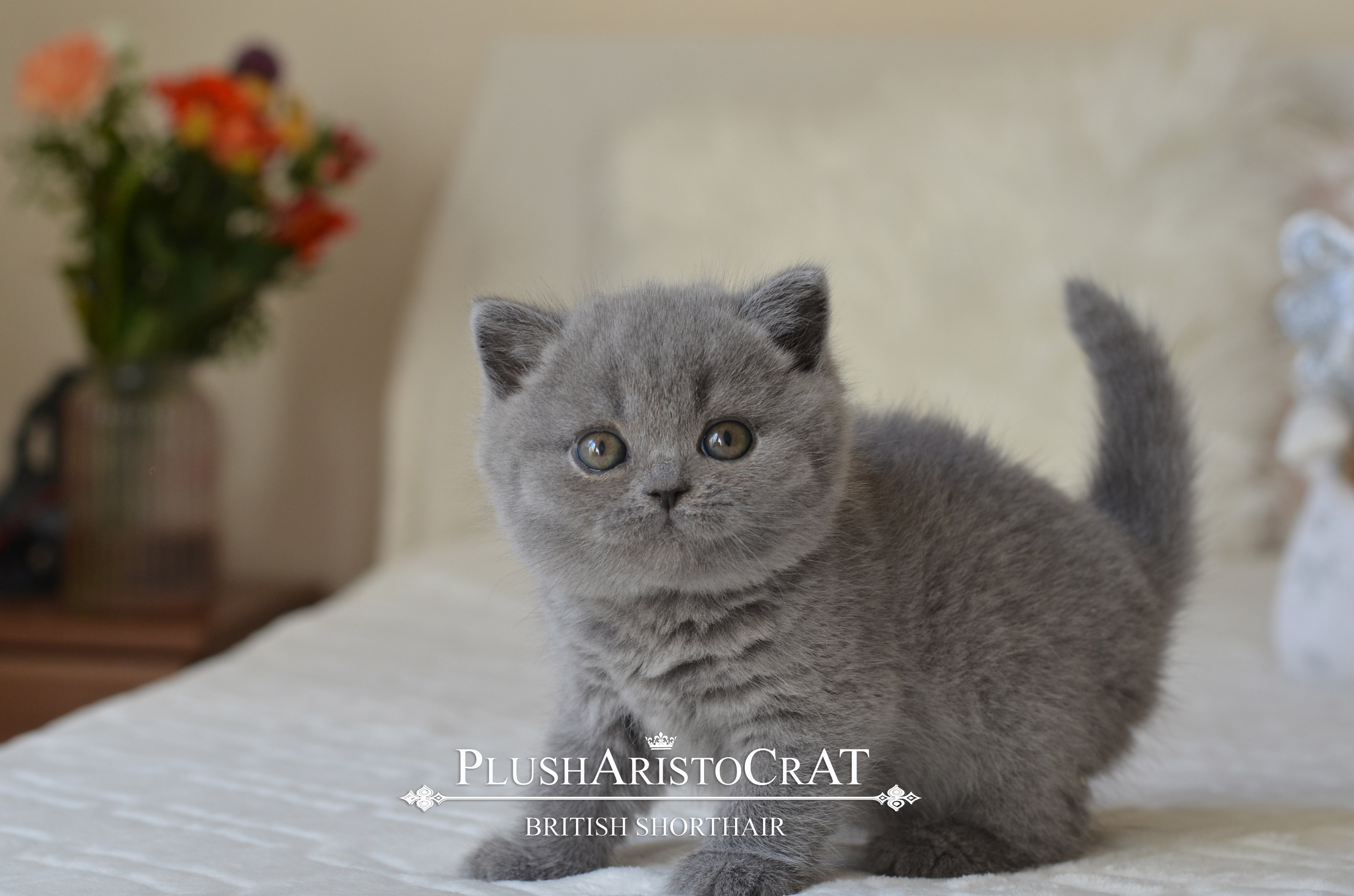 Available British Kittens - British Shorthair cats and kittens. UA ...