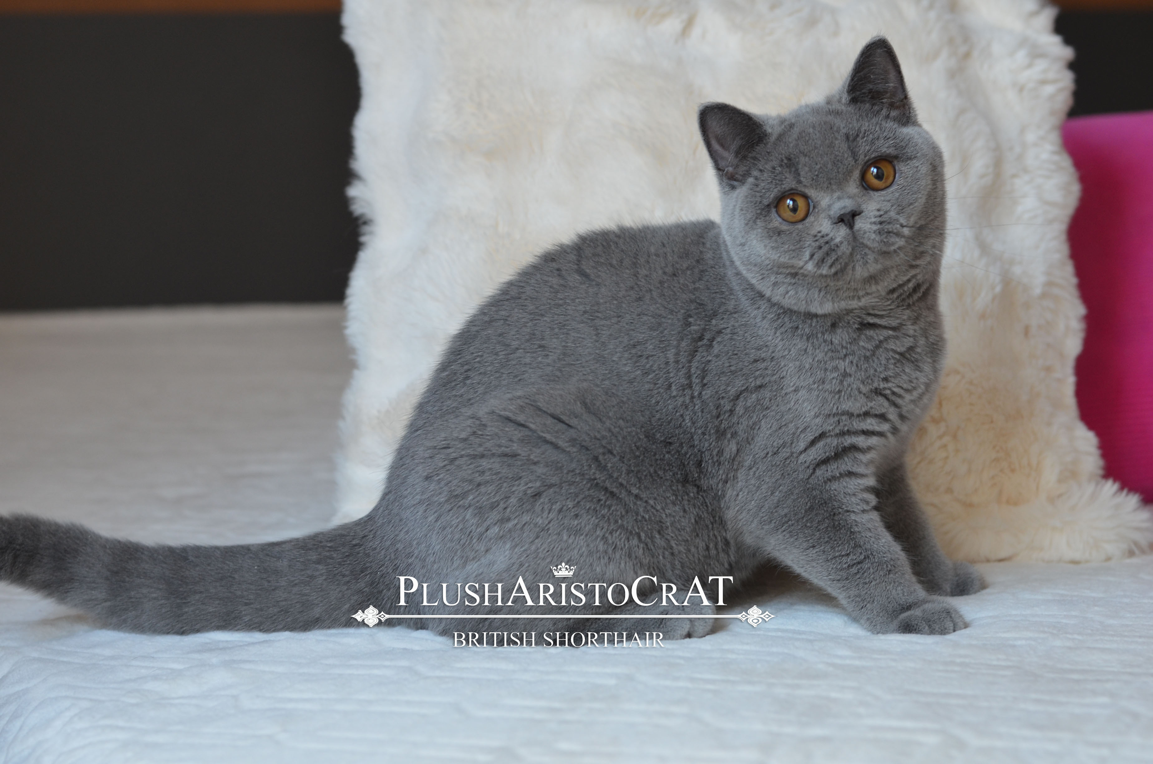 Available British Kittens - British Shorthair cats and kittens. UA ...