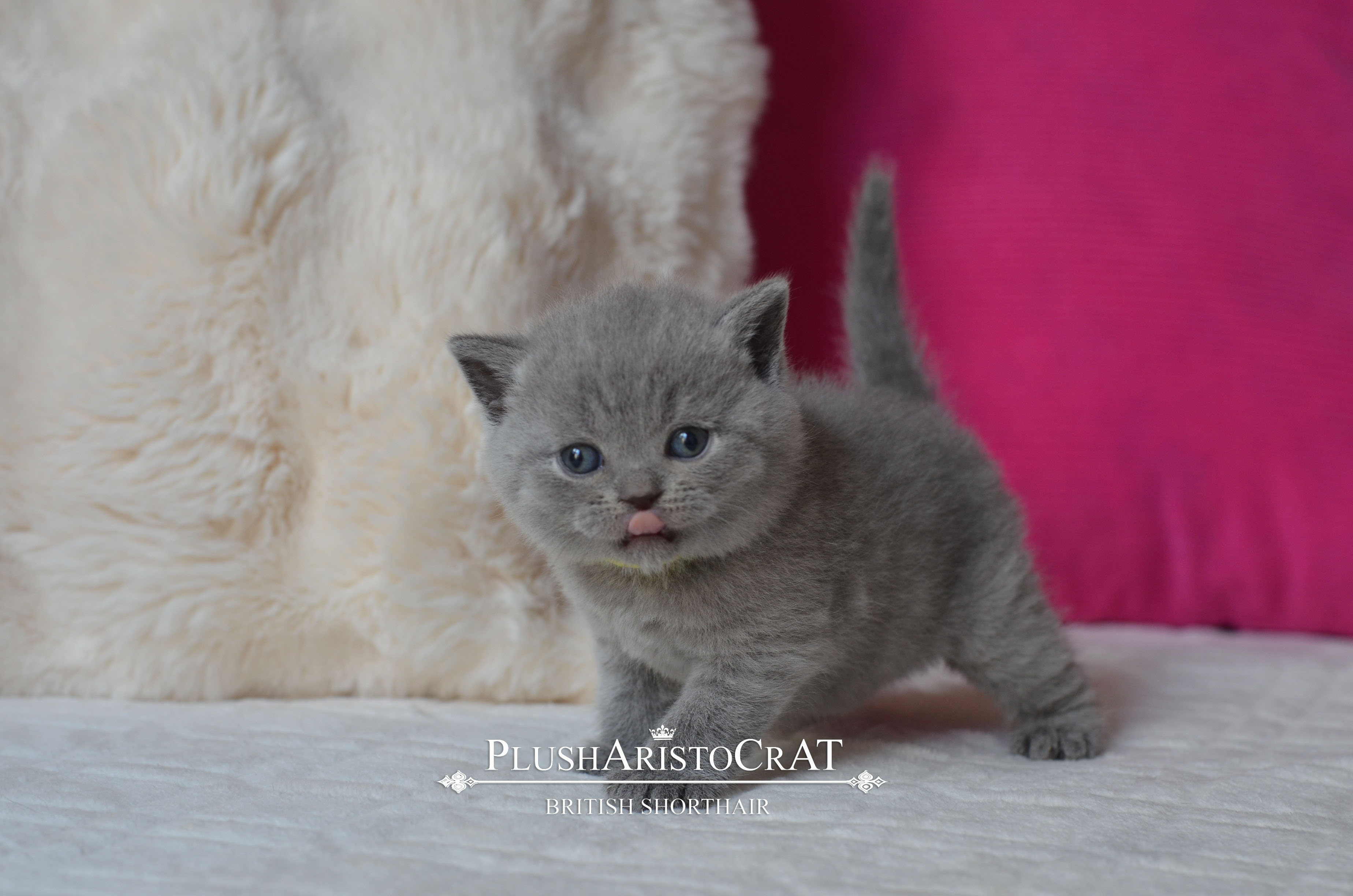 Available British Kittens - British Shorthair cats and kittens. UA ...