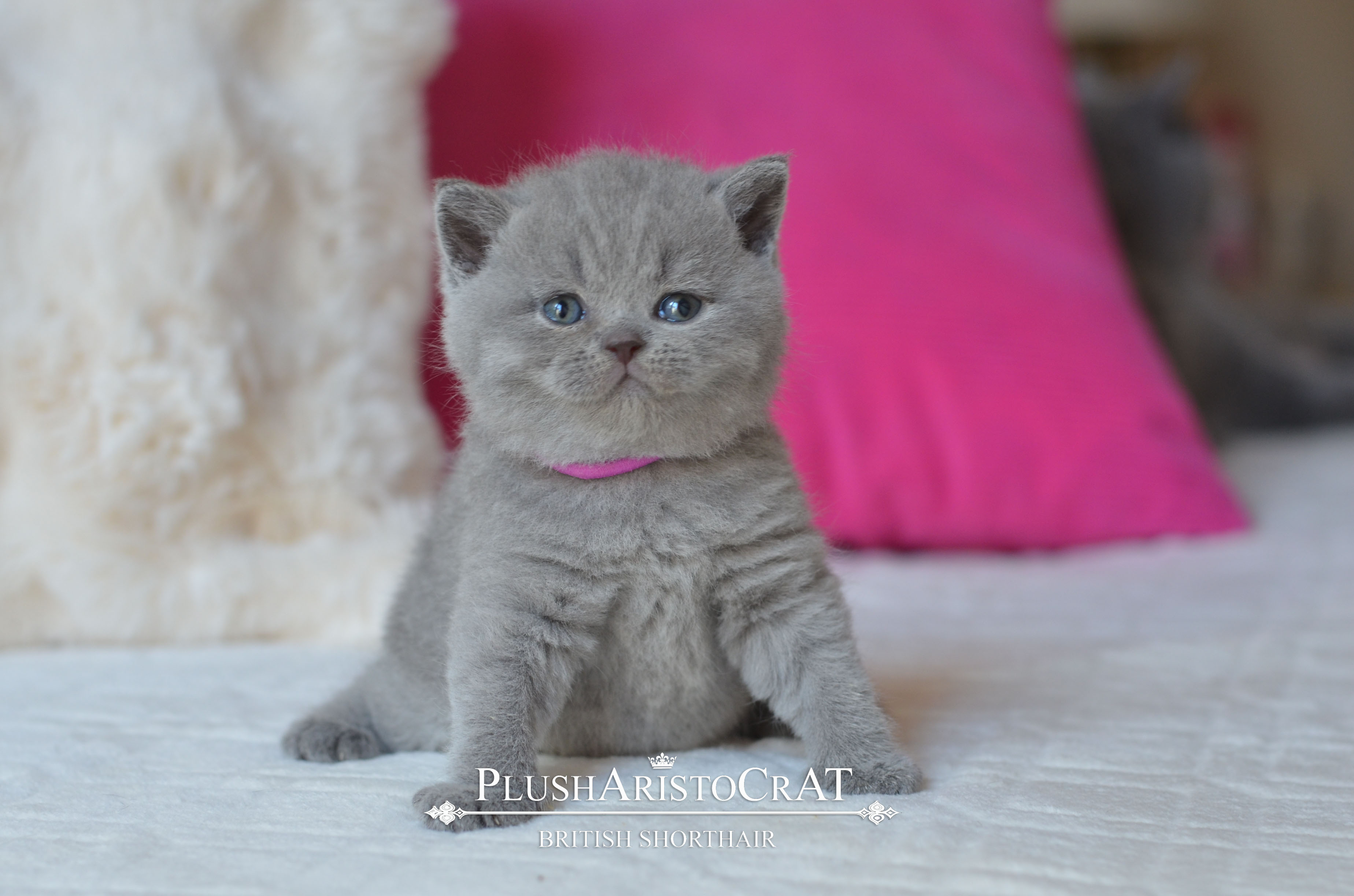 British Kittens - British Shorthair cats and kittens. UA ...