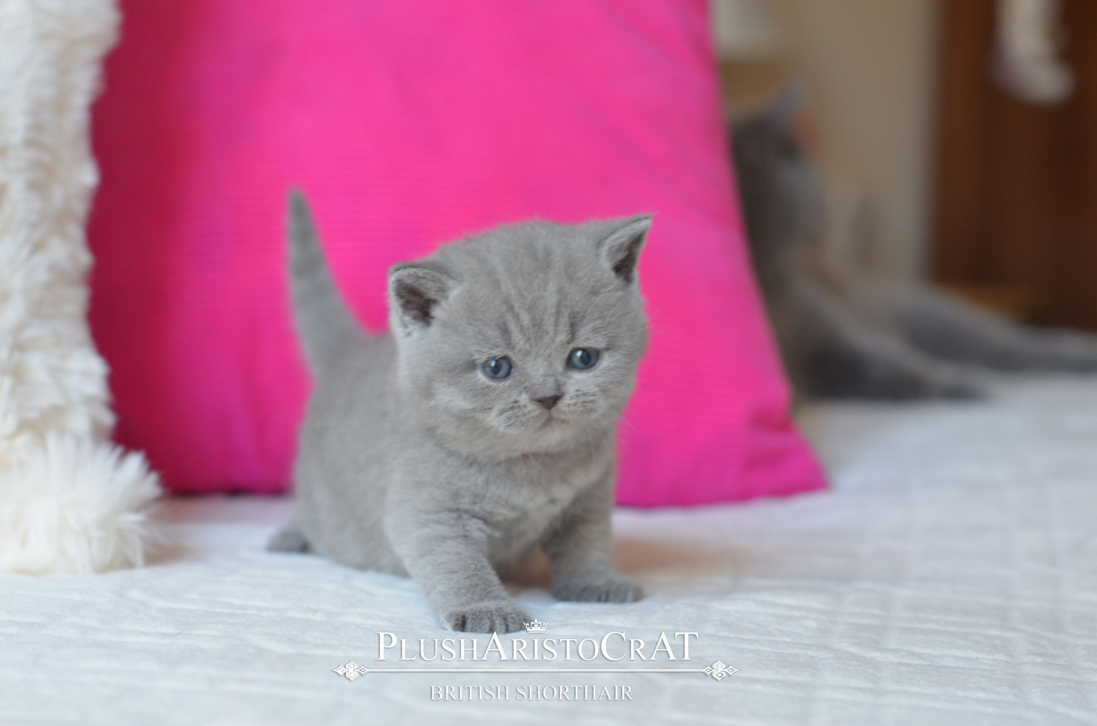 Available British Kittens - British Shorthair cats and kittens. UA ...